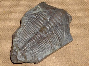 Geologické éry vývoja zeme